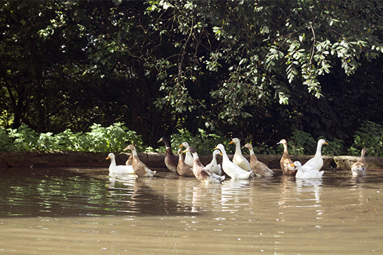 This years ducklings | North Hayne Farm