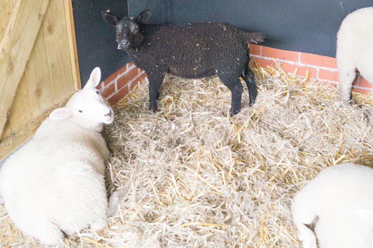 Our Growing Lambs | North Hayne Farm