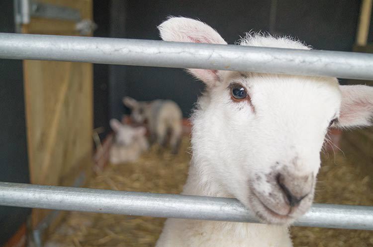 Wow! look at them now | North Hayne Farm