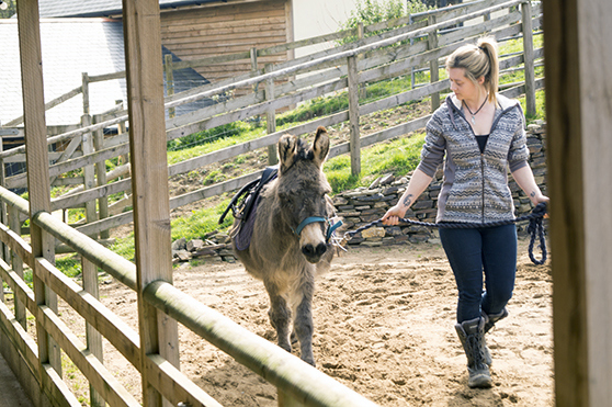 Costello completes his first year | North Hayne Farm