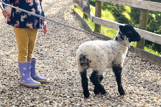 Our 2023 lambs on leads | North Hayne Farm
