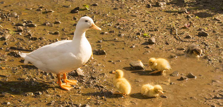 New Arrivals! | North Hayne Farm