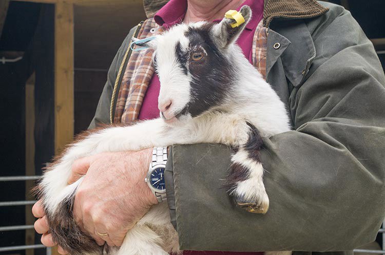 Meet Our New Goats | North Hayne Farm